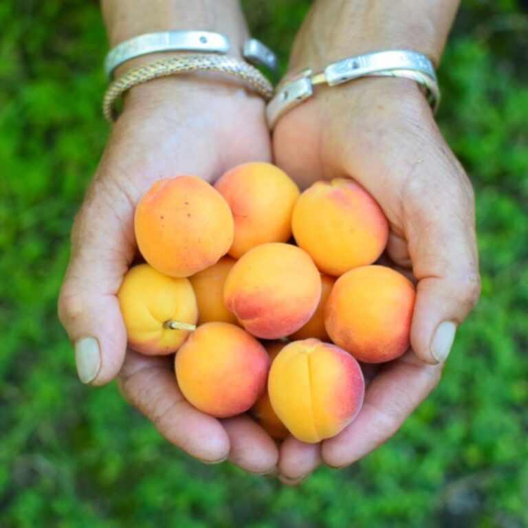 Fresh Halman Apricots | All-Natural & Chemical-Free | 500g – Ladakh ...